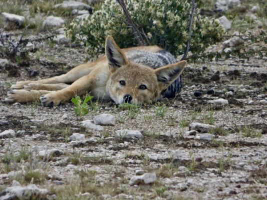 Swift Fox - 4608x3456 Wallpaper - teahub.io