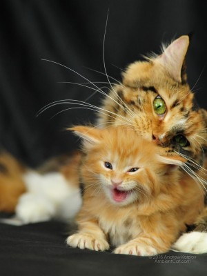 768 X 1024 Wallpaper - Maine Coon Cats Hd - 768x1024 Wallpaper - teahub.io