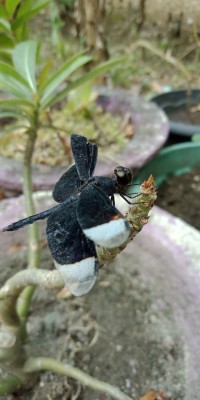 Weevil - 1920x1080 Wallpaper - teahub.io