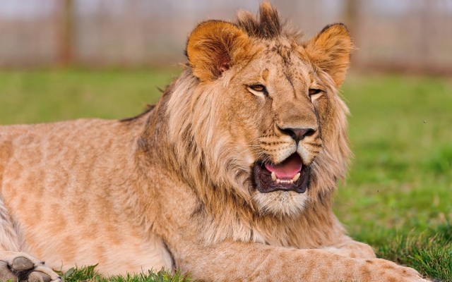 How To Draw A Liger, Liger, Step - Liger Step By Step - 1200x1200 ...