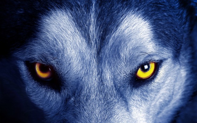 Wolf Up Close Wallpapers - 2560x1440 Wallpaper - teahub.io
