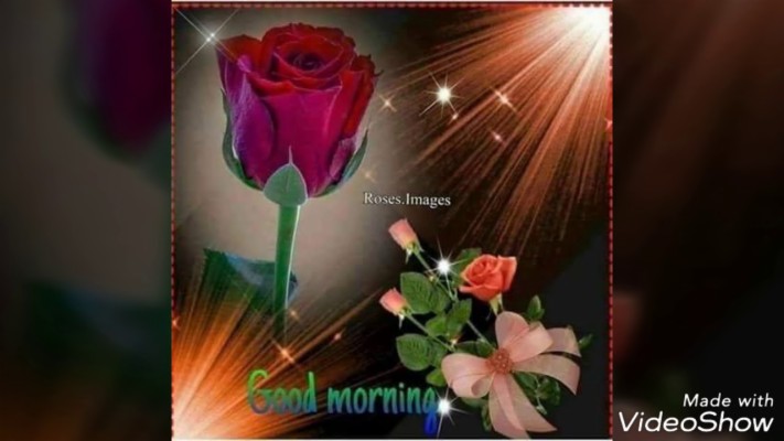 Phool - Bromeliaceae - 960x720 Wallpaper - teahub.io