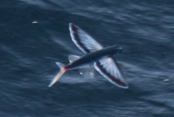 Fish Hd Wallpapers Free Download - Flying Fish Images Hd - 1600x1200 ...