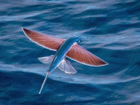 Fish Hd Wallpapers Free Download - Flying Fish Images Hd - 1600x1200 ...