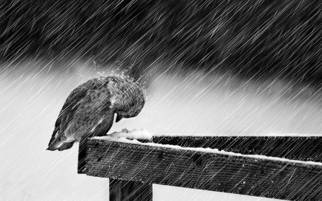 Bird In Snow Storm - 1600x1000 Wallpaper - teahub.io
