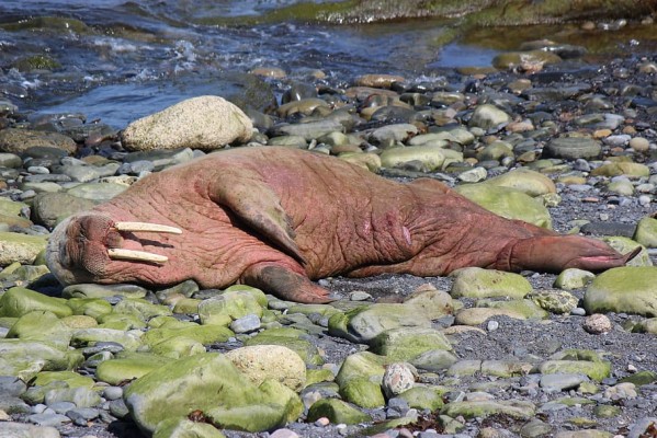 Walrus - 910x607 Wallpaper - teahub.io