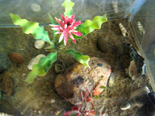 Deepa Name Wallpaper - Deepa Name Good Morning - 1600x1200 Wallpaper ...