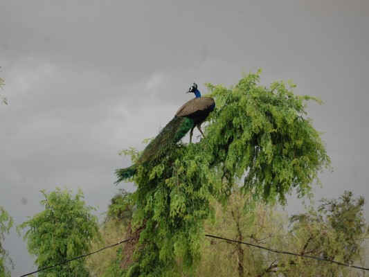 Jashan Name Wallpaper - Color Splash Tree - 1280x800 Wallpaper - teahub.io