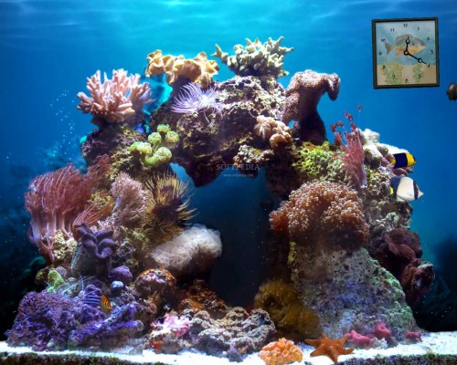 Download Aquarium Animated Wallpaper - Moving Fish Tank Background Gif ...