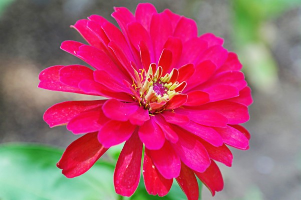 Download Free Flowers Download Wallpapers and Backgrounds - teahub.io