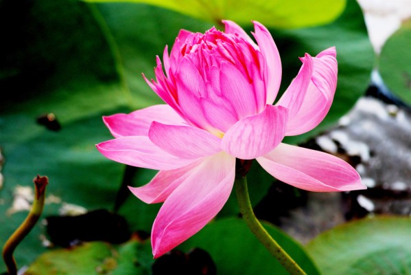 Buy 20 Blue Moon Lotus Flower Seeds ,amazing - Blue Moon Lotus Flower ...