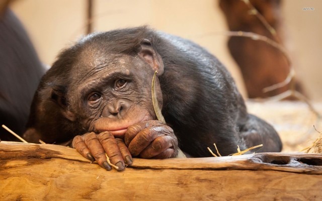 Download Monkey Wallpapers and Backgrounds - teahub.io