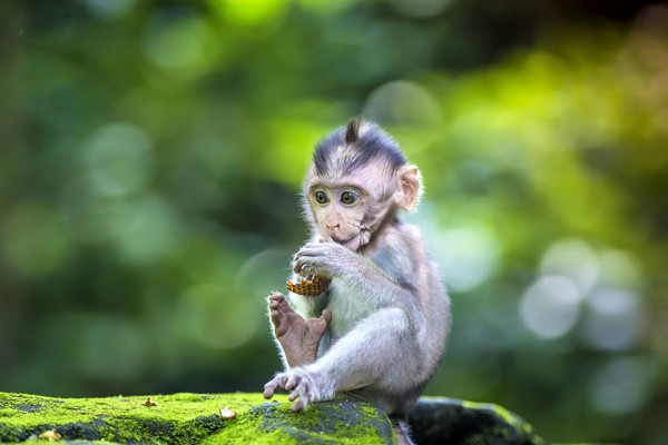 Monkey Tuft - 1280x853 Wallpaper - teahub.io