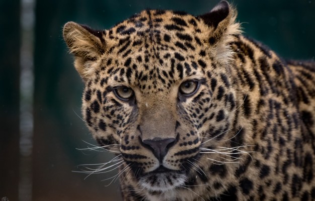 Photo Wallpaper Face, Spot, Leopard - African Leopard - 1332x850 ...