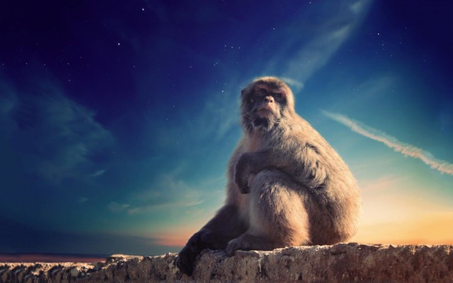 Free Monkey High Quality Wallpaper Id - Little Fuzzy - 1440x900 ...