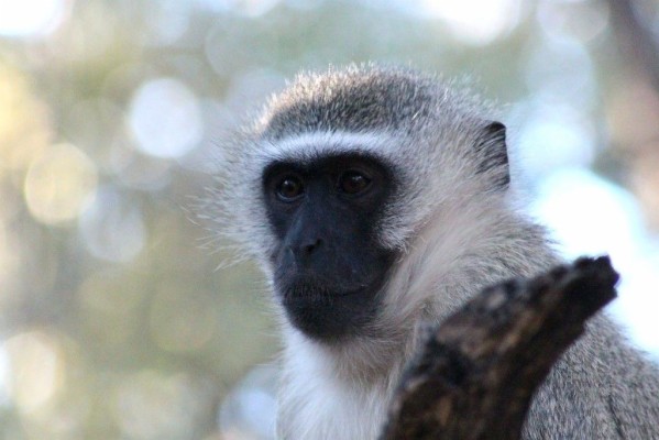 Langur - 1024x683 Wallpaper - teahub.io