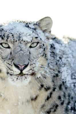 Angry Snow Leopard Face - 640x960 Wallpaper - teahub.io