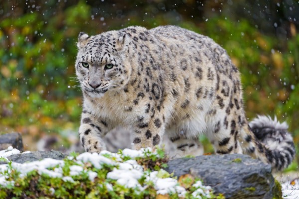 Leopard Snow Cat - 975x650 Wallpaper - teahub.io