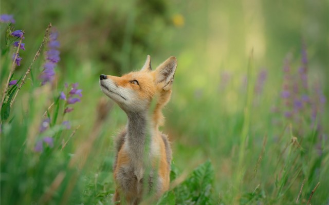 Red Fox In A Field - 2560x1600 Wallpaper - teahub.io