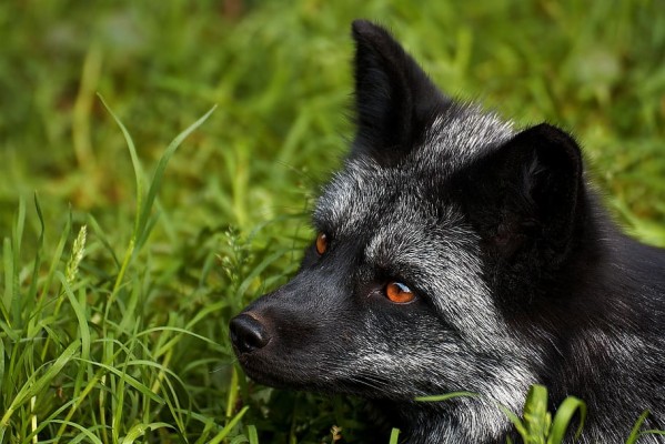 Zoo, Mammal, Nature, Animals, Cute, Predator, Fuchs, - Animals ...