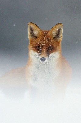 Fuchs Wallpaper - 2560x1440 Wallpaper - teahub.io