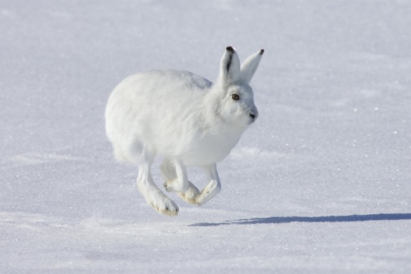 Arctic Hare White Background - 2000x1333 Wallpaper - teahub.io