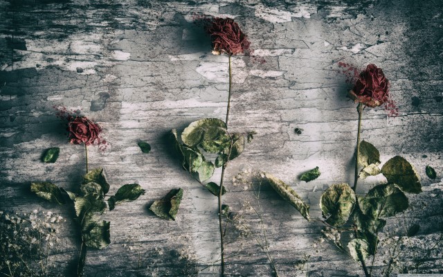 Dead Roses - 3840x2400 Wallpaper - teahub.io