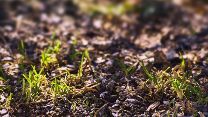 Soil Background Hd - 1920x1080 Wallpaper - teahub.io