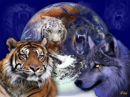 Tiger And Wolf Background - 1920x1080 Wallpaper - teahub.io