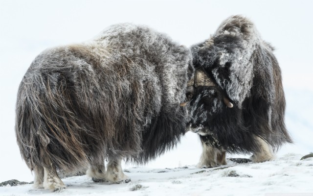 Free Ox Wallpaper Wallpapers Download - Musk Ox - 1024x768 Wallpaper ...