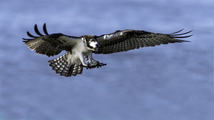 Osprey Bird High Resolution - 5200x2925 Wallpaper - teahub.io