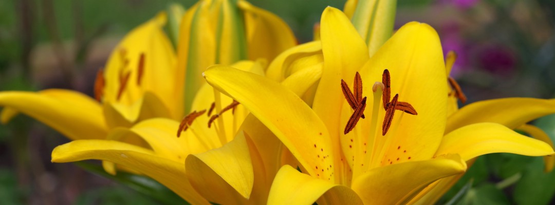 Lily Flower Facebook Cover - 5478x2028 Wallpaper - teahub.io