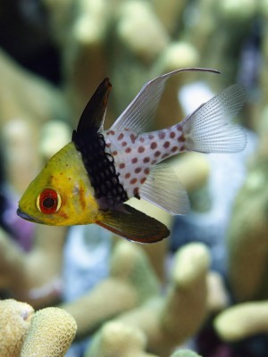 Fresh Water Fish Wallpaper - Coral Reef Fish - 1536x2048 Wallpaper ...