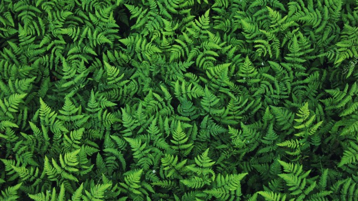 Fern Wallpapers High Resolution - 2560x1440 Wallpaper - teahub.io