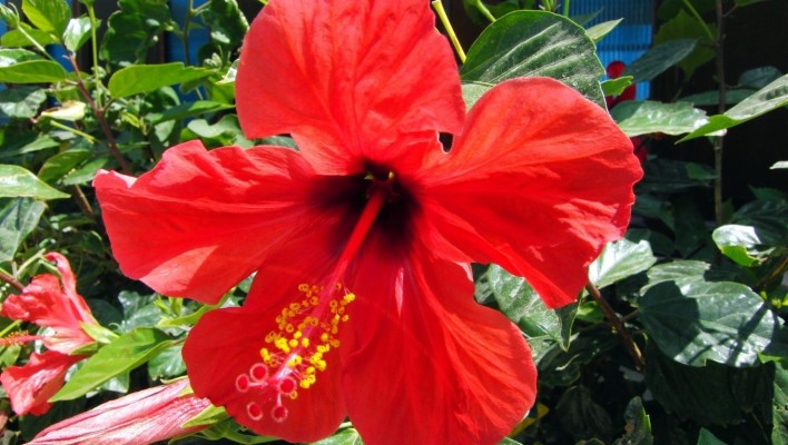 Big Red Hibiscus Flower Hd Wallpaper - Hibiscus Rosa Sinensis Nz ...