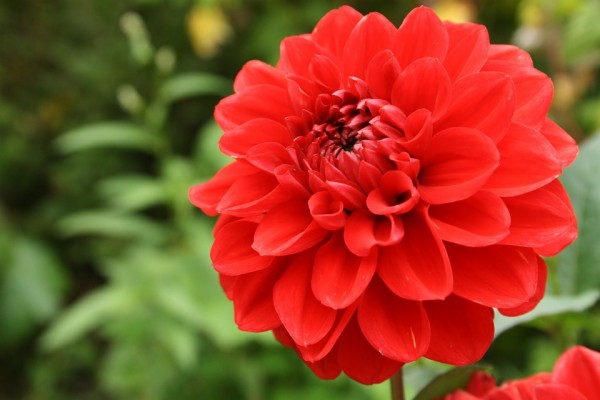 Red Button Flowers - 960x640 Wallpaper - teahub.io