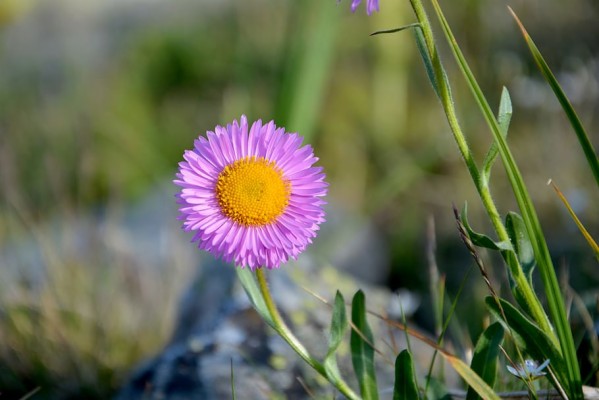 Flower, Nature, Macro, Spring Flowers, Plant, The Leaves - Ice Plant ...