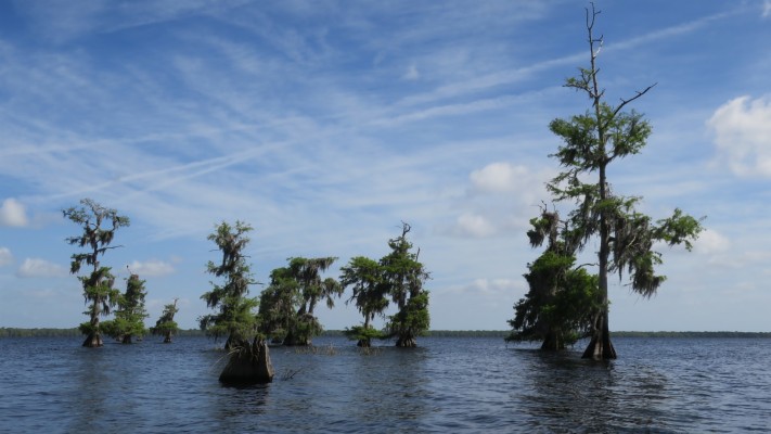 Shortleaf Black Spruce - 1024x768 Wallpaper - teahub.io
