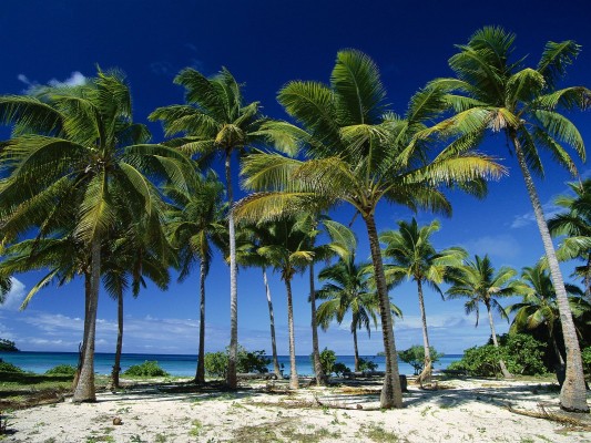 Coconut Trees In Tonga - 1600x1200 Wallpaper - teahub.io