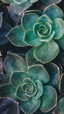 Desktop Wallpaper Succulent Plant Lock Screen Wallpaper, - Cactus ...