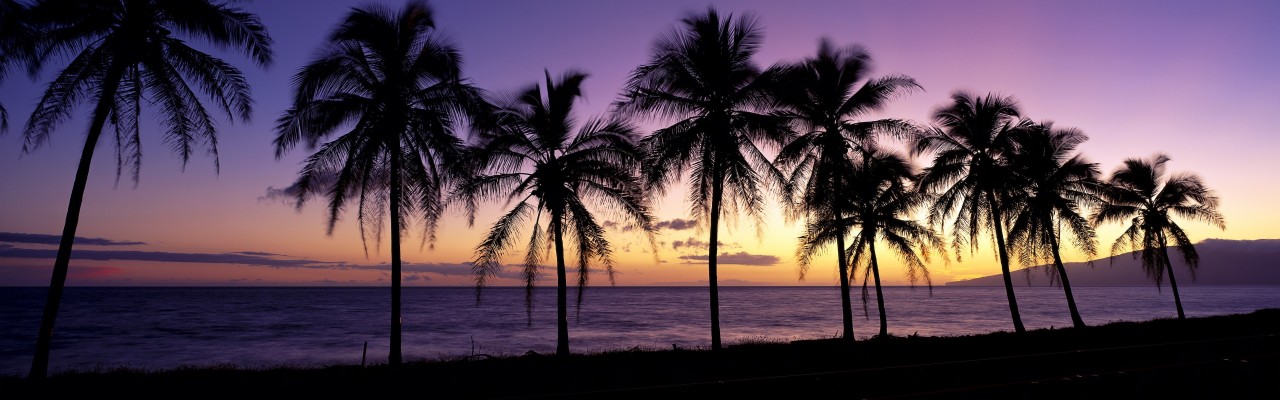 Twitter Header Palm Trees - 3840x1200 Wallpaper - teahub.io
