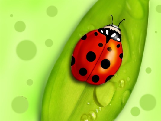 Lady Bug Hd - 1920x1080 Wallpaper - teahub.io