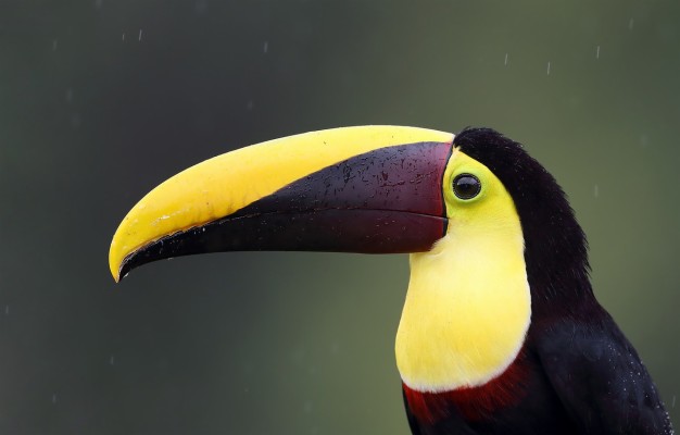 Photo Wallpaper Rain, Bird, Beak, Nose, Toucan - Toucan Nose - 1332x850 ...