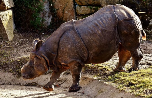 Rhino Wallpaper - Badak Bercula Dua - 1024x768 Wallpaper - teahub.io