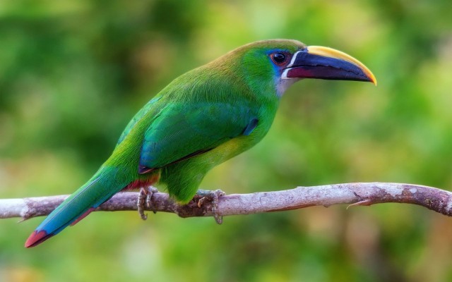 Photo Wallpaper Rain, Bird, Beak, Nose, Toucan - Toucan Nose - 1332x850 ...