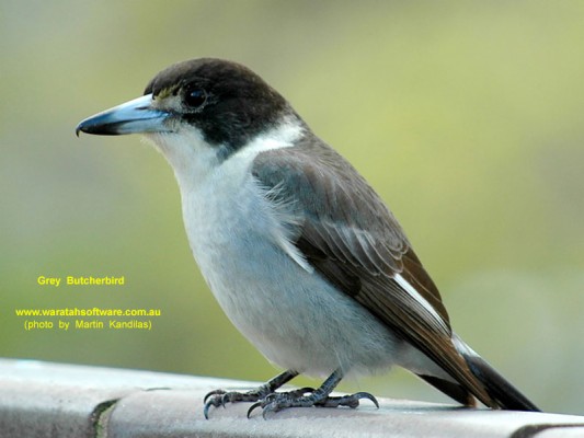 Grey Butcher Bird - Black And White Butcher Bird - 800x600 Wallpaper ...