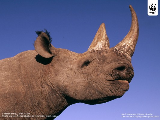 Rhino Wallpaper - Badak Bercula Dua - 1024x768 Wallpaper - teahub.io