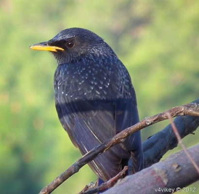 White Bird - Spear Shaped Beak Birds - 1024x768 Wallpaper - teahub.io