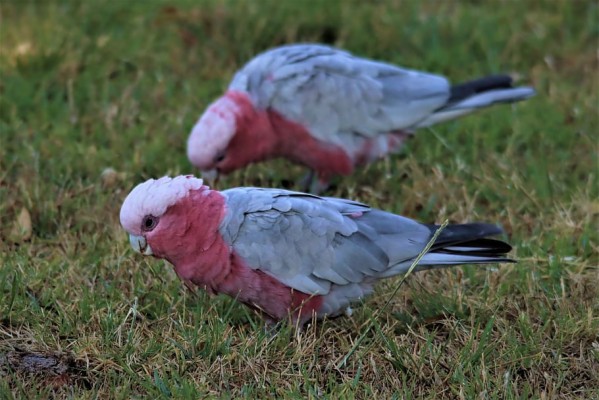 Galah, Pink And Grey, Cockatoo, Native, Australian, - Parrot - 910x607 ...
