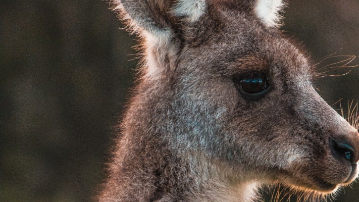 Kangaroo Wallpaper For Windows - High Resolution Kangaroo Photograph ...